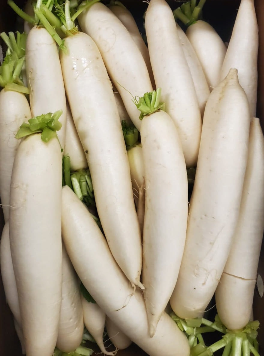 Daikon Chinese Lobok – Always Green Corp